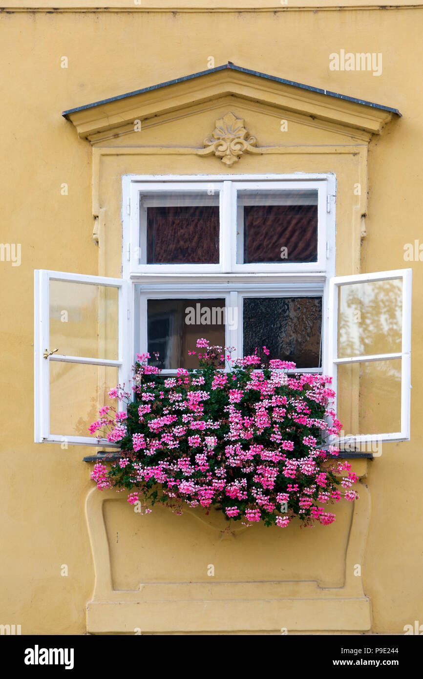 Prague. Window in the old house, decorated with flowering plants Stock ...