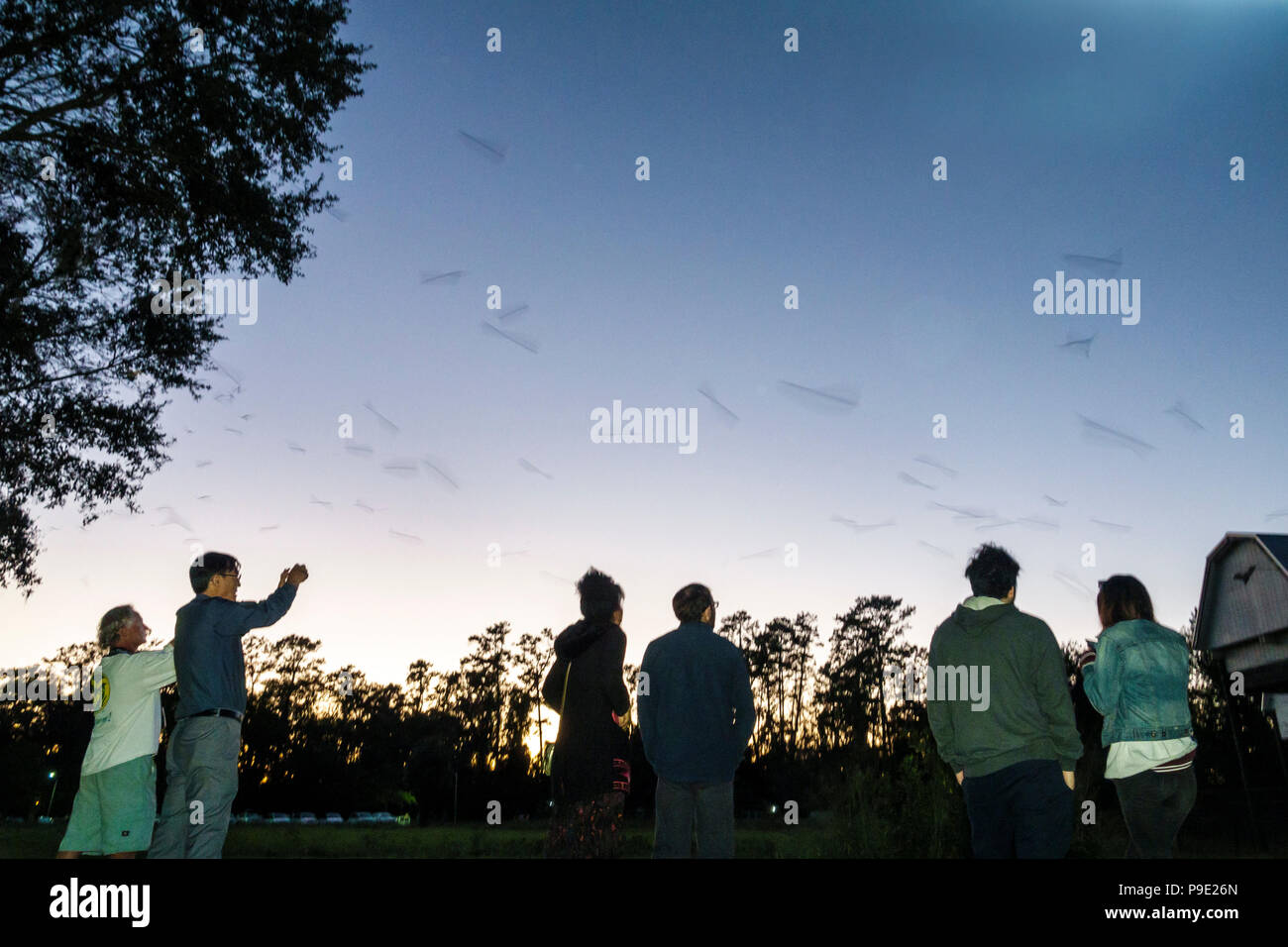 Southeastern Bat High Resolution Stock Photography and Images - Alamy