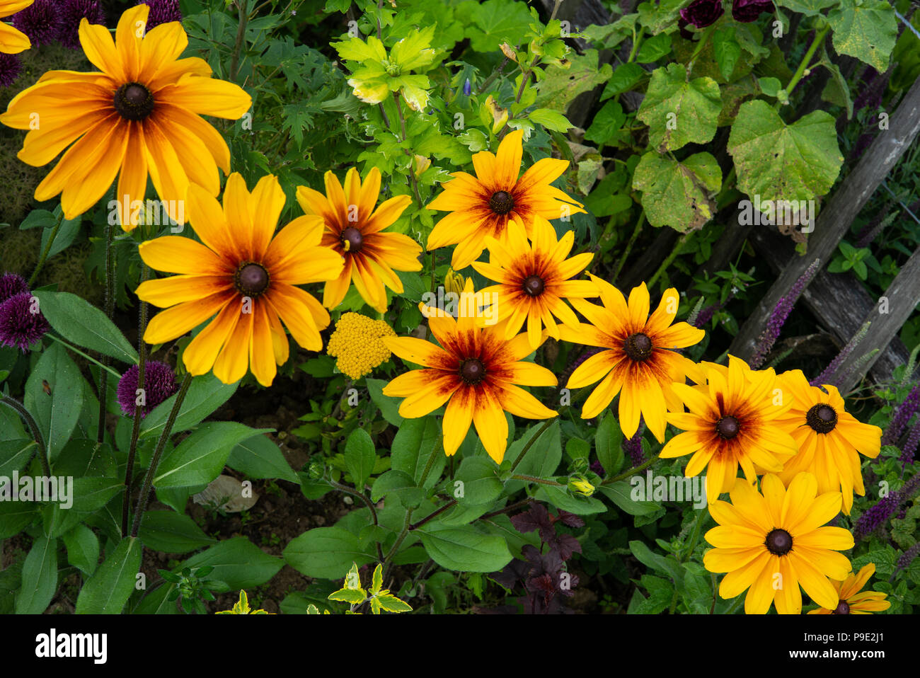 Multiple sunflowers hi-res stock photography and images - Alamy