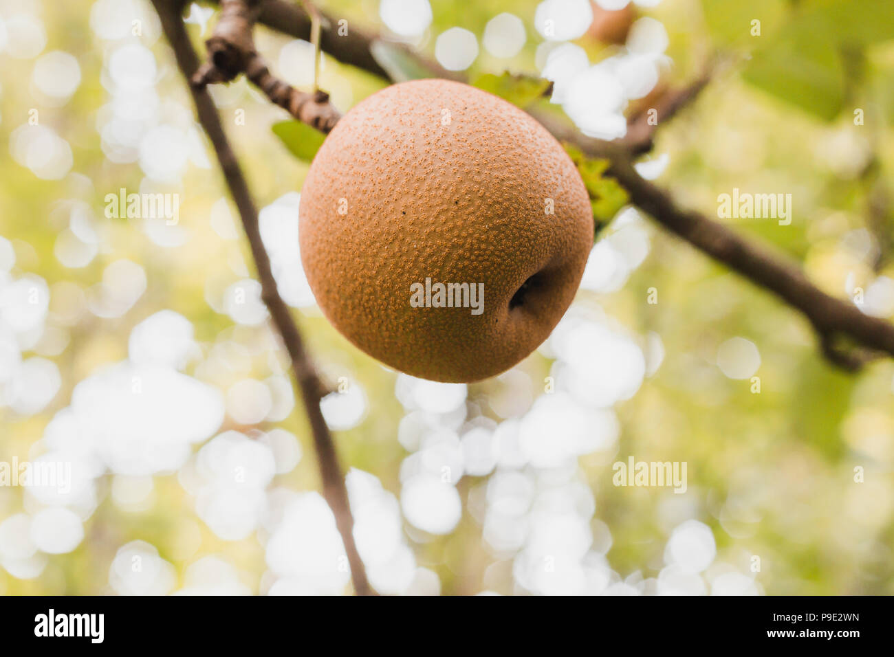 Himalayan pear hi-res stock photography and images - Alamy