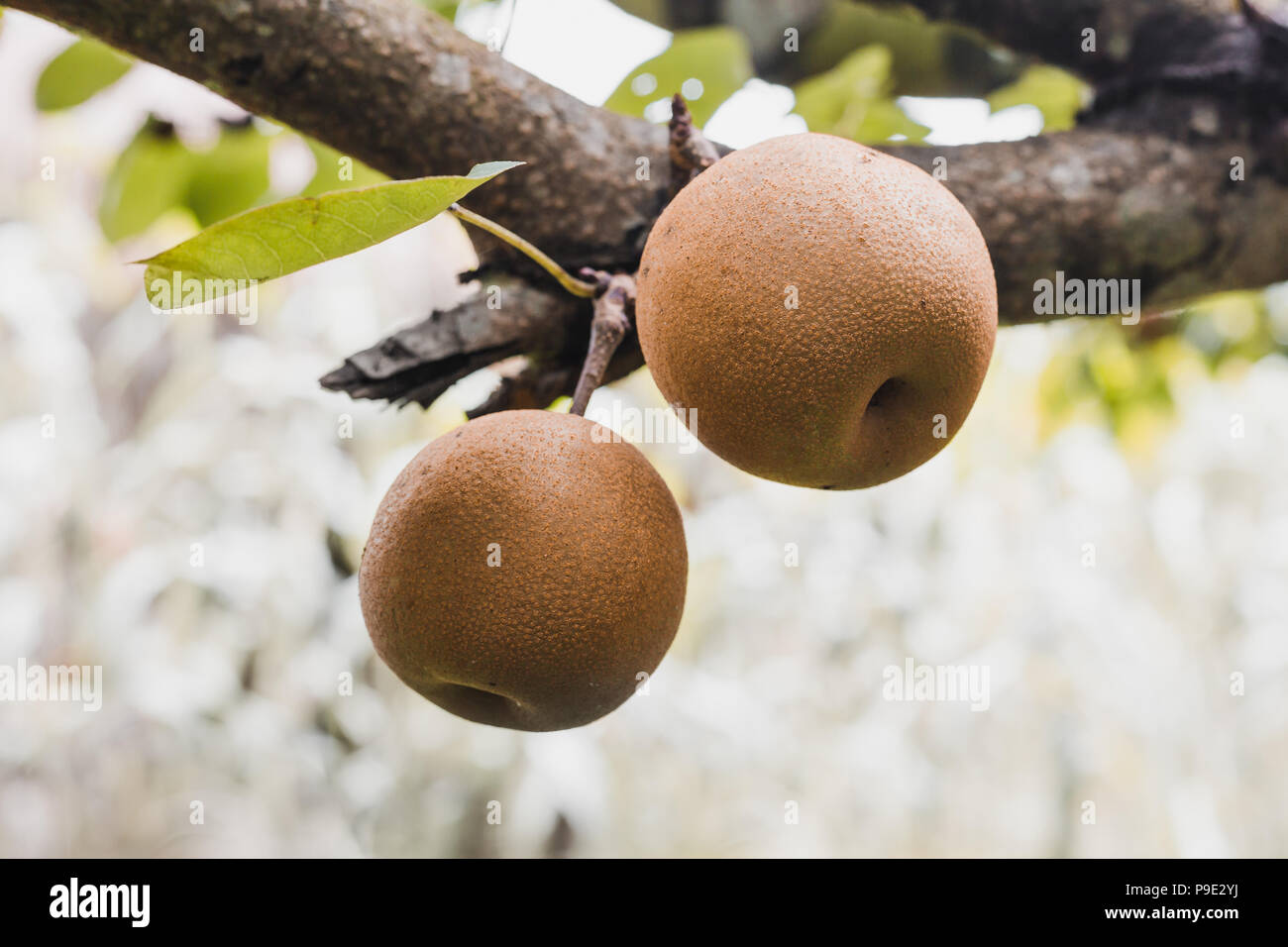 Himalayan pear hi-res stock photography and images - Alamy