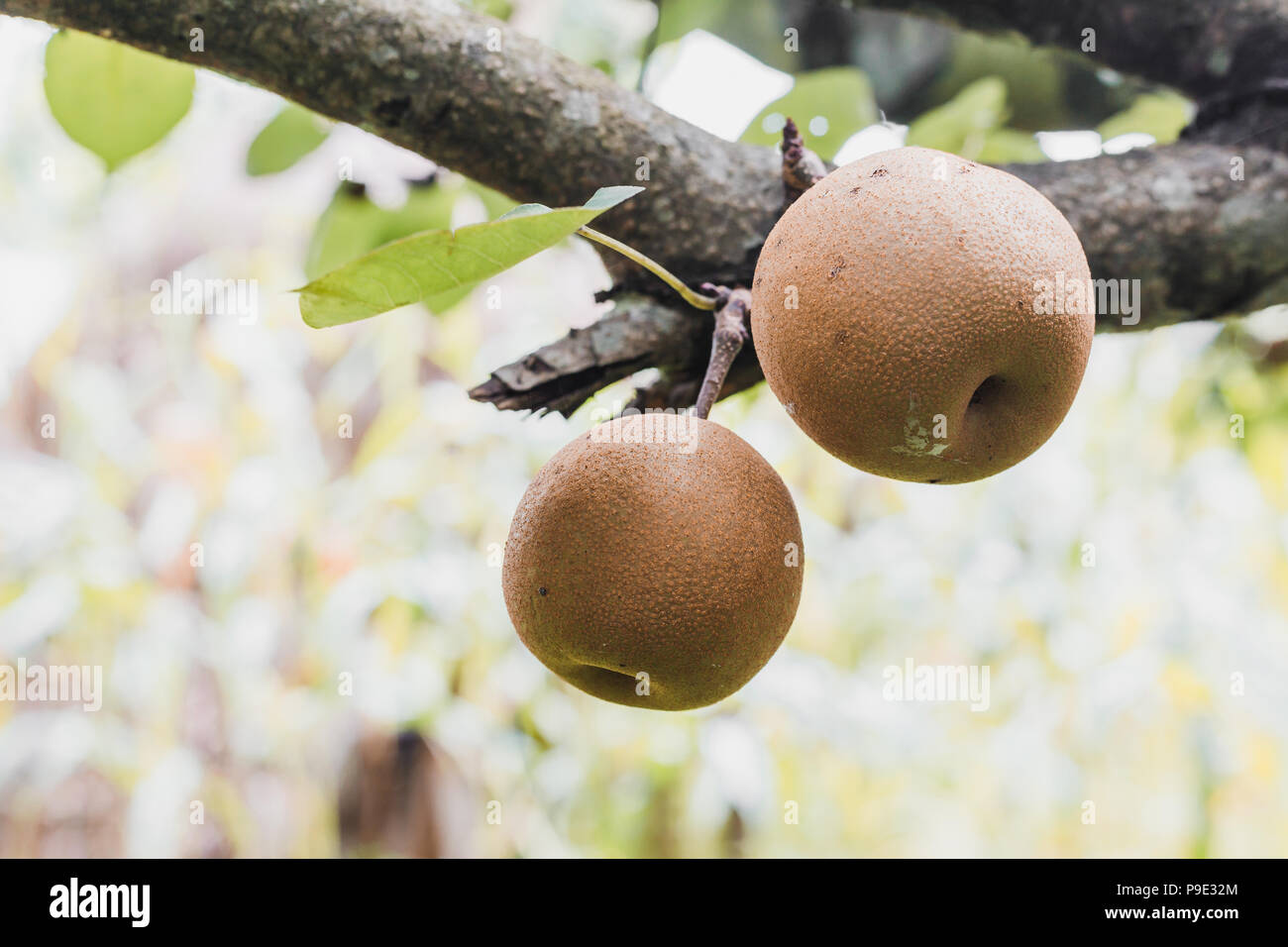 Organic Ripen Nashi Pears ready to pick in the himalayas,Gorkha Nepal ...