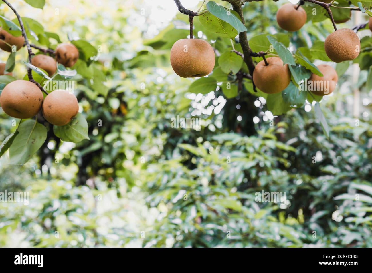Himalayan pear hi-res stock photography and images - Alamy