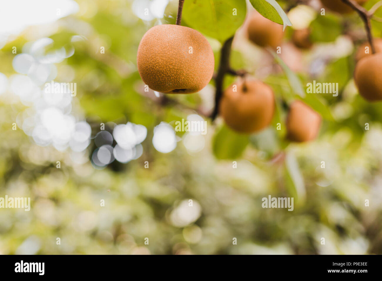 Himalayan pear hi-res stock photography and images - Alamy