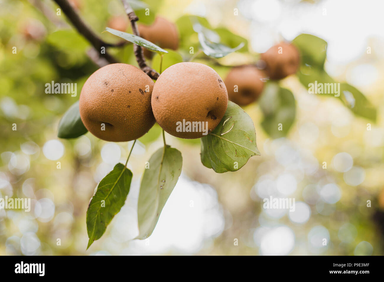 Himalayan pear hi-res stock photography and images - Alamy