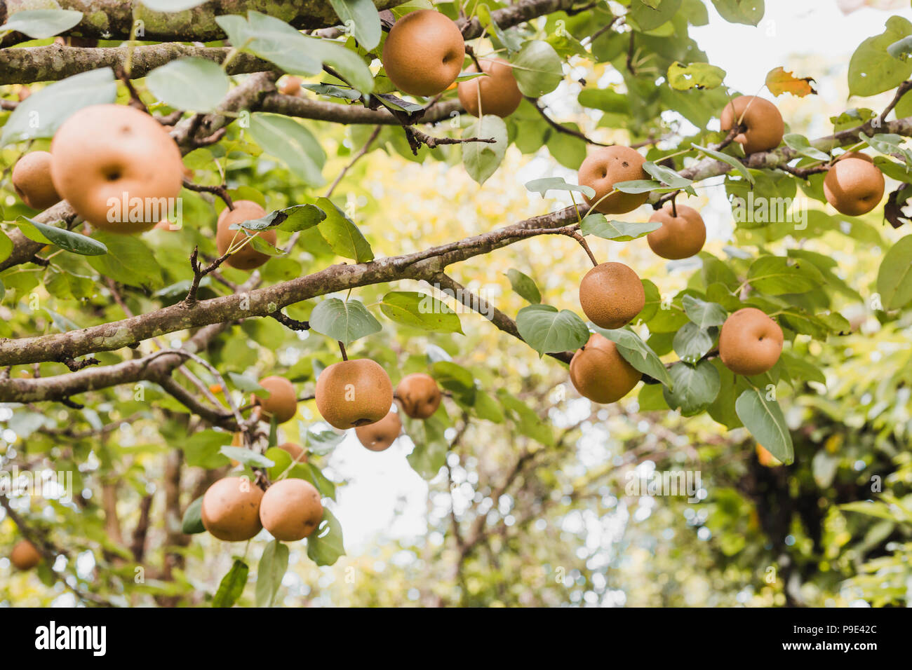 Organic Ripen Nashi Pears ready to pick in the himalayas,Gorkha Nepal ...