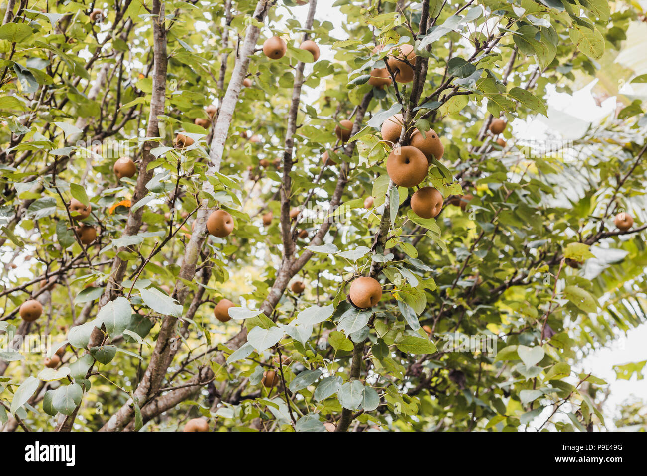 Himalayan pear hi-res stock photography and images - Alamy
