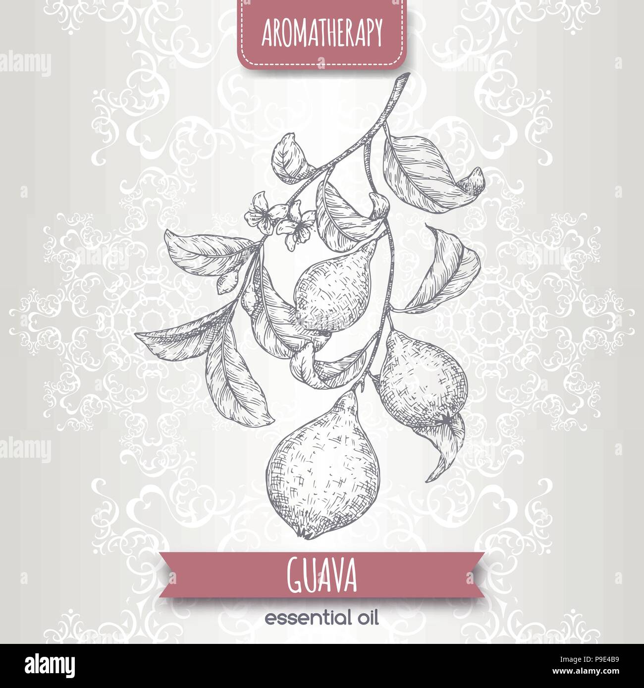 Psidium guajava aka guava branch sketch on elegant lace background ...