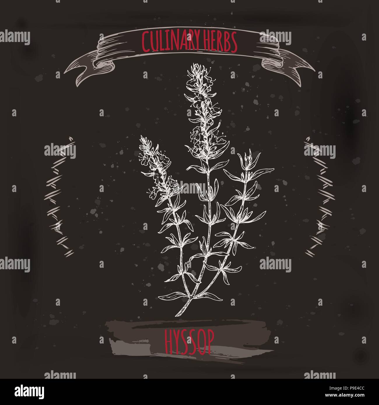 Hyssopus officinalis aka hyssop branch hand drawn sketch on black Stock ...