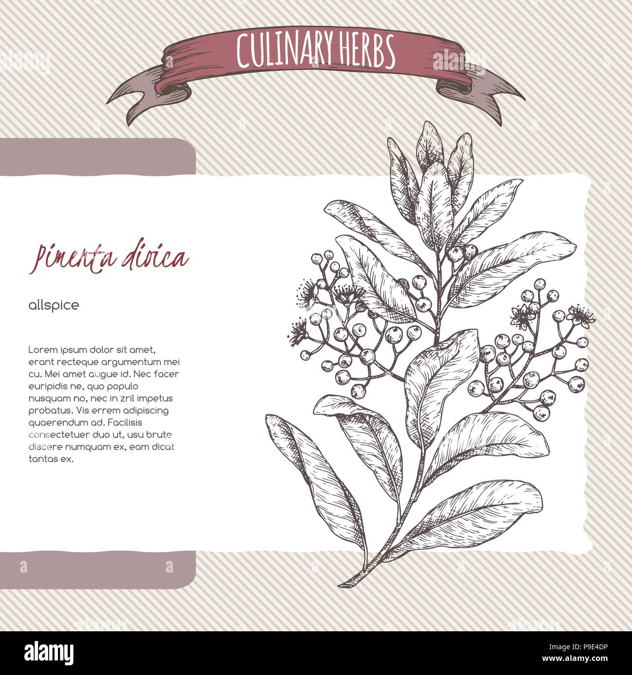 Pimenta dioica aka allspice branch hand drawn sketch Stock Vector Image ...
