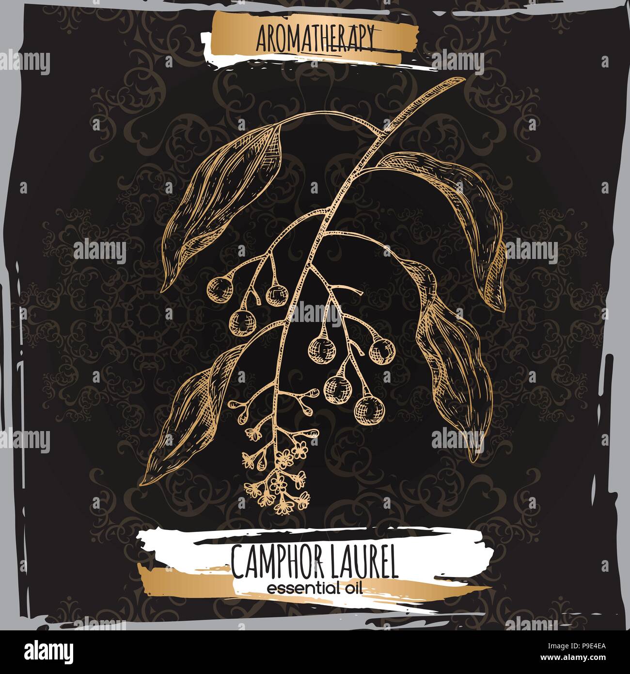 Camphor tree Stock Vector Images - Alamy