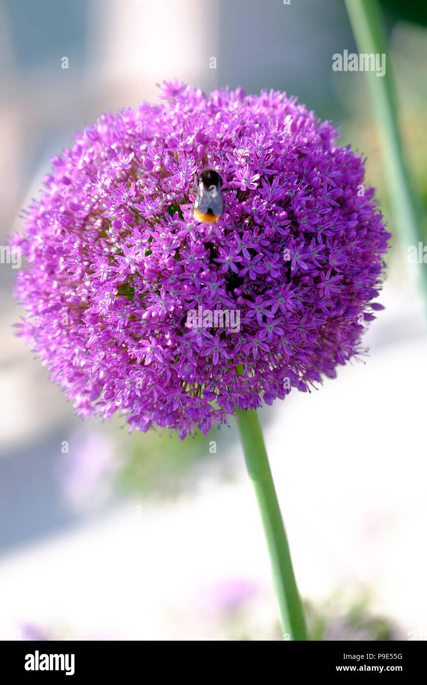 Allium flower bee hi-res stock photography and images - Alamy