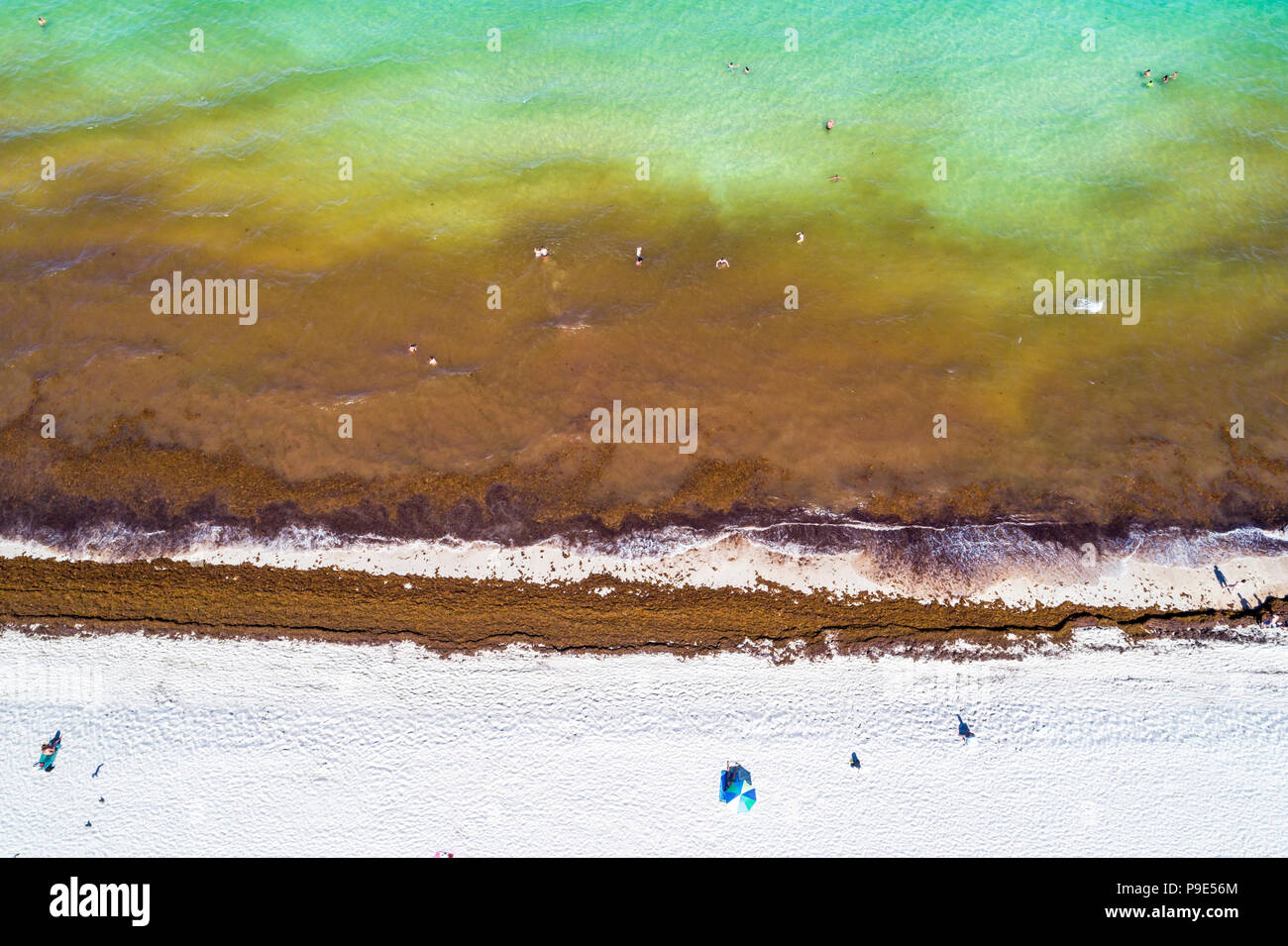 Miami Beach Florida,Atlantic Ocean water shore shoreline,seaweed weed ...