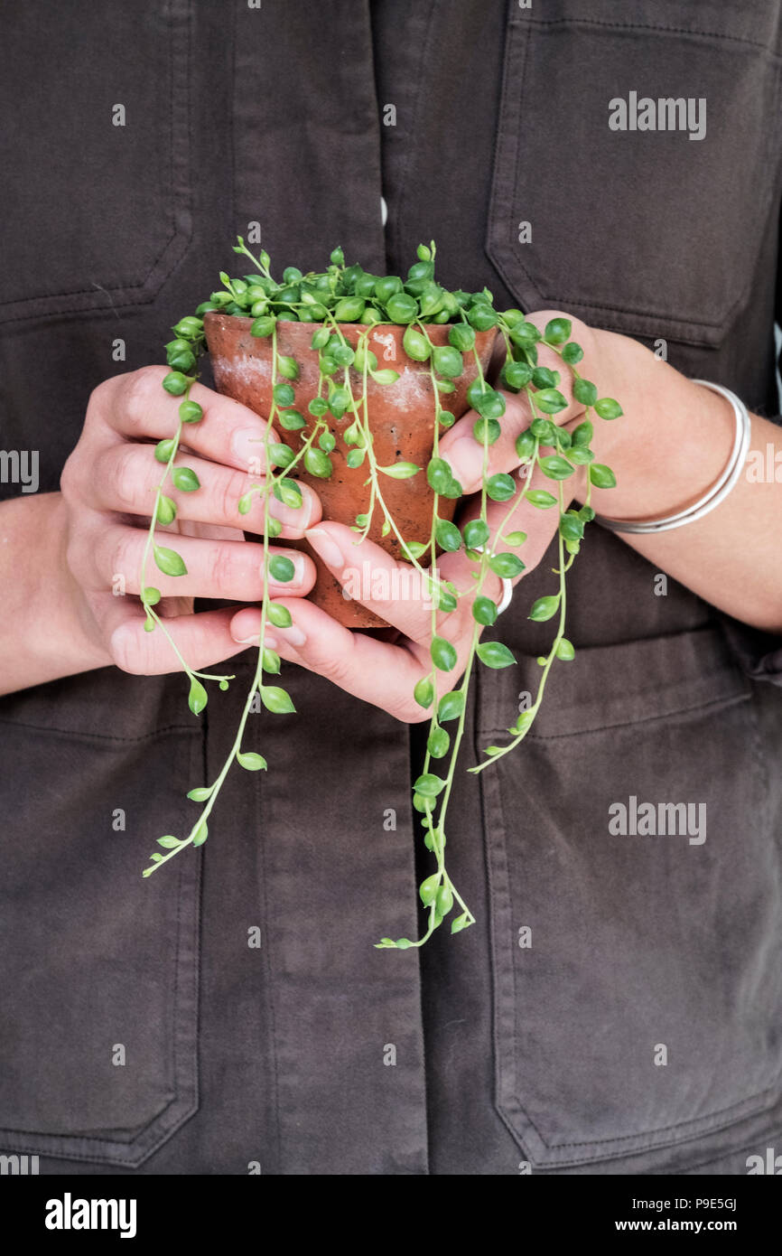 String of pearls plant hi-res stock photography and images - Alamy