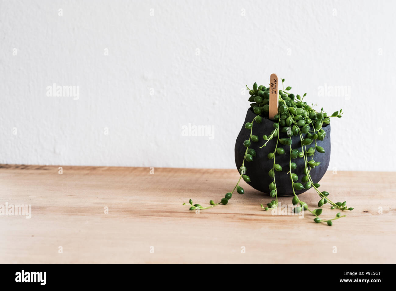 String of pearls plant hi-res stock photography and images - Alamy