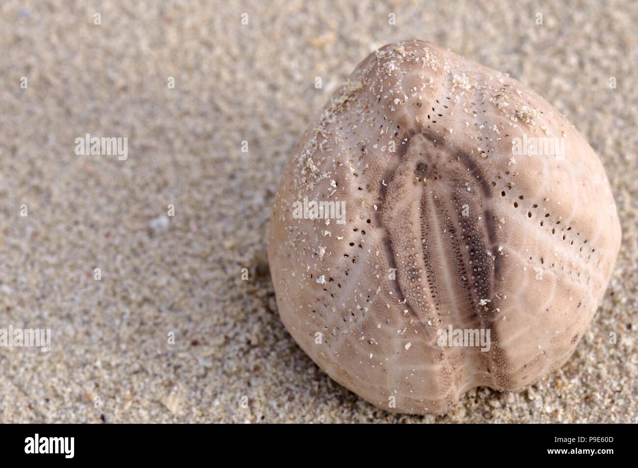 Sea potato (Echinocardium cordatum) test Stock Photo - Alamy