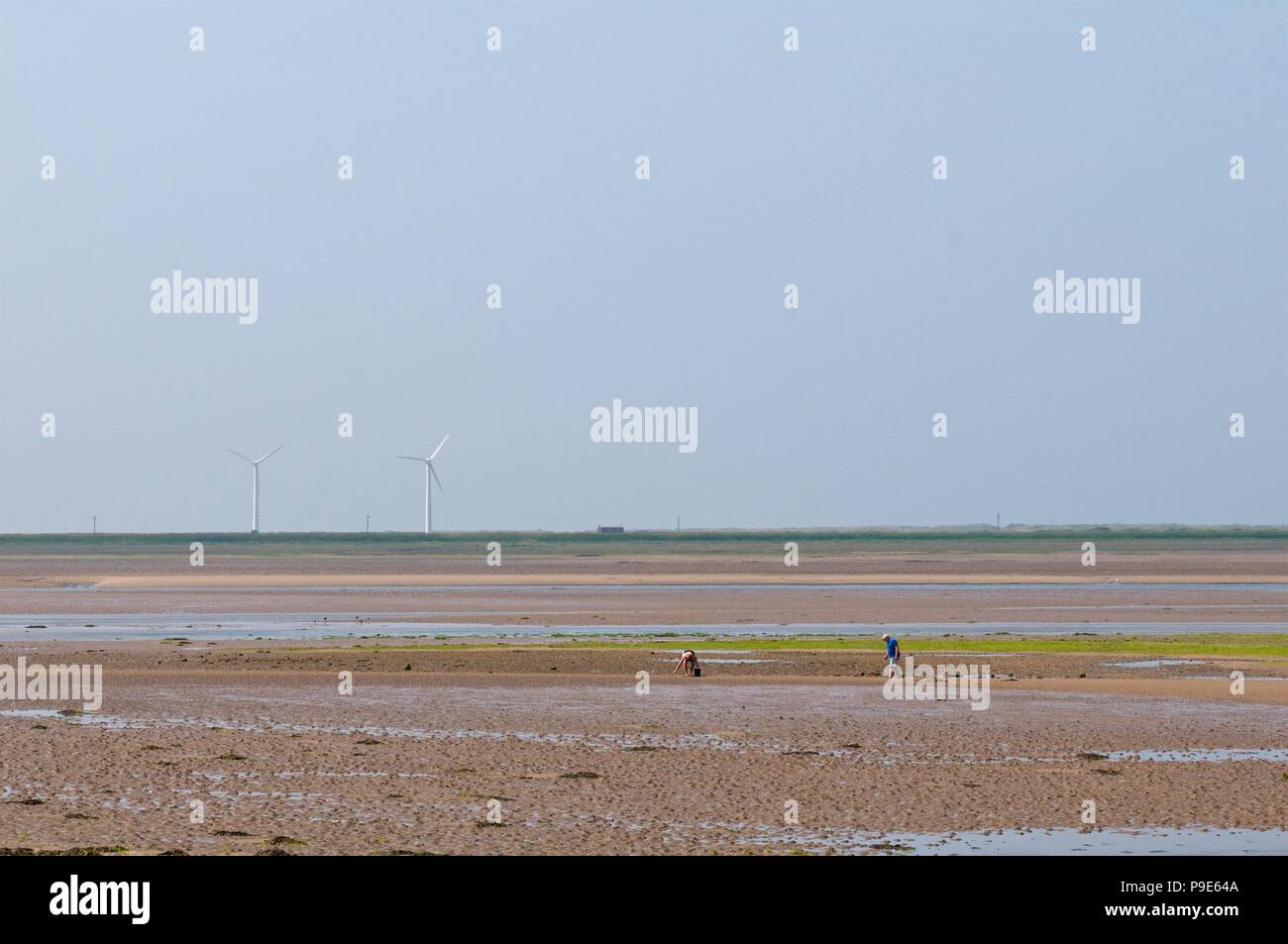 Mussel pickers in Y Foryd (Foryd Bay) near Caernarfon Stock Photo - Alamy