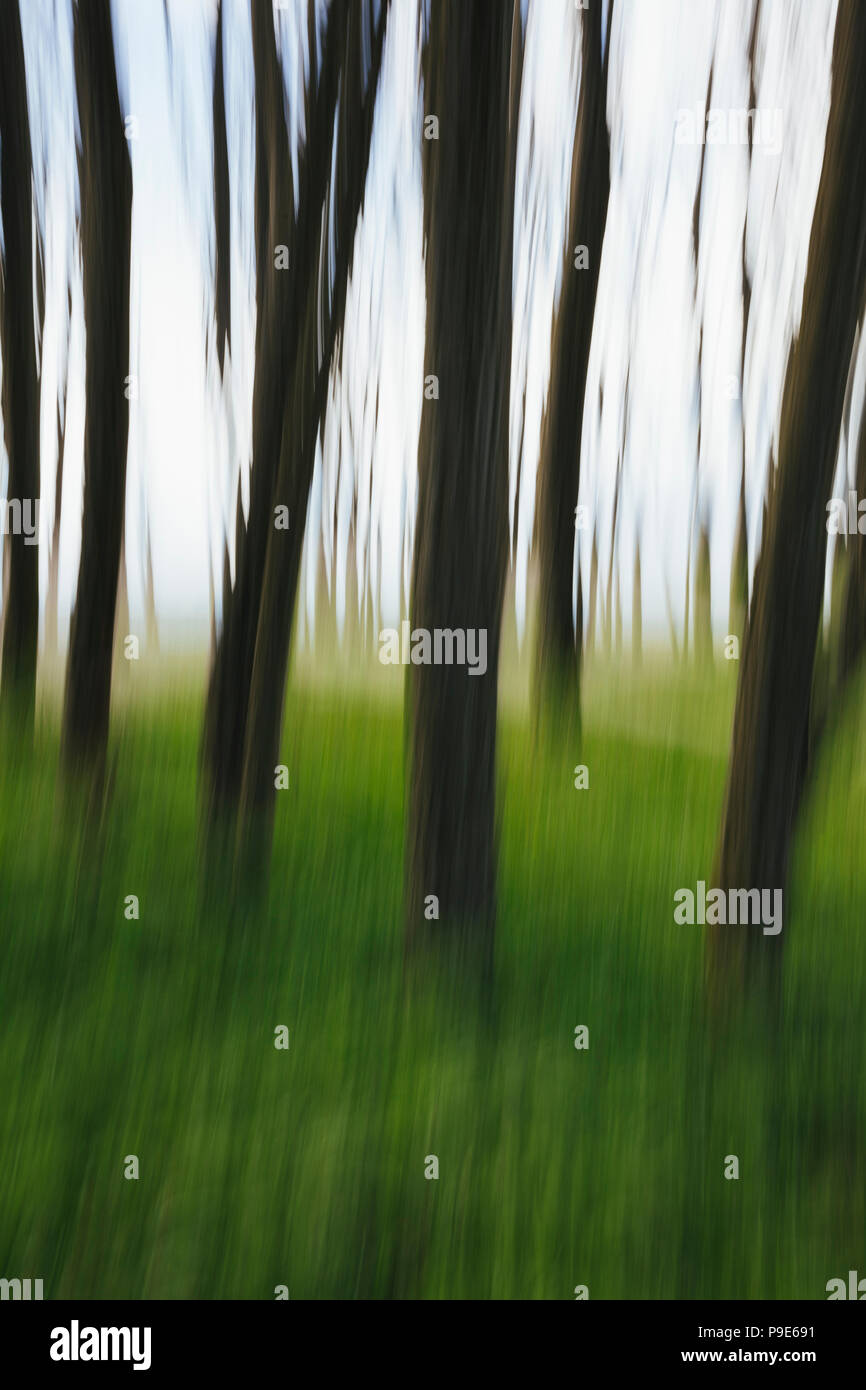 Blurred motion abstract of elm trees with thin straight trunks near the ...