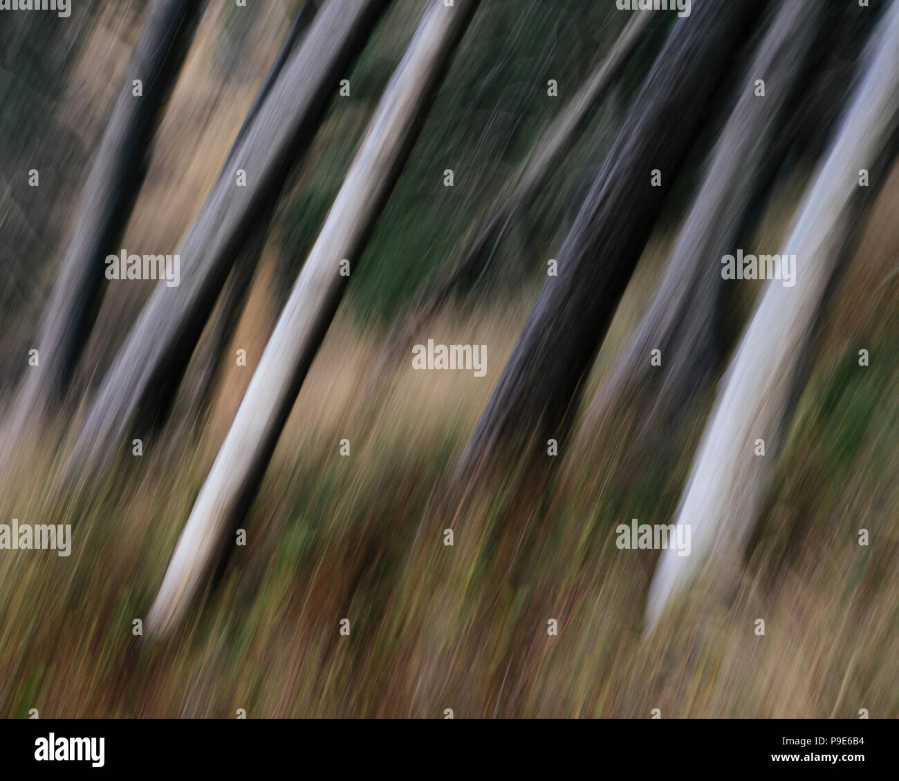 Tree trunks, white straight and smooth leaning at an angle, Arcadia ...