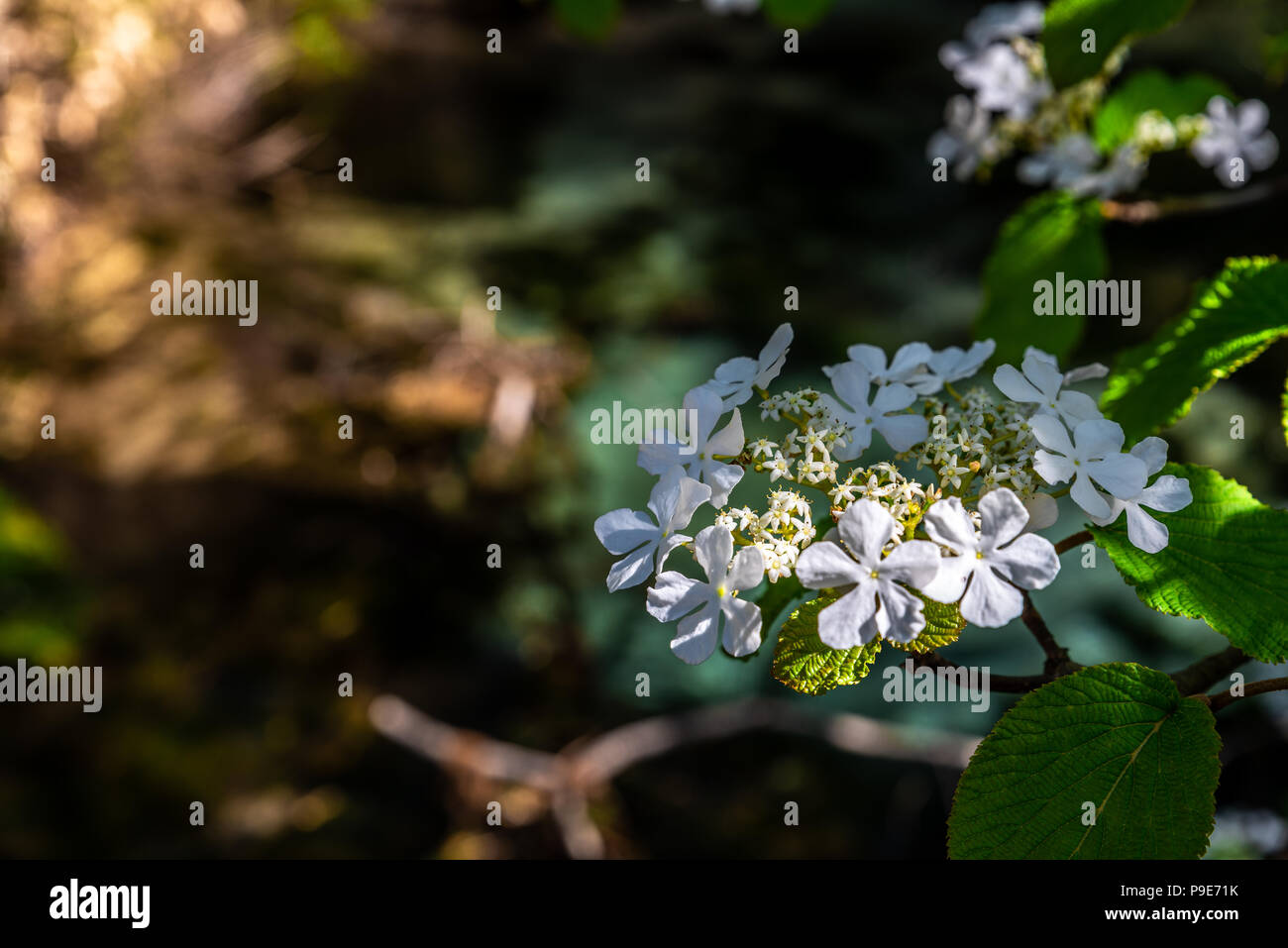 Group of small flower under the sun Stock Photo - Alamy
