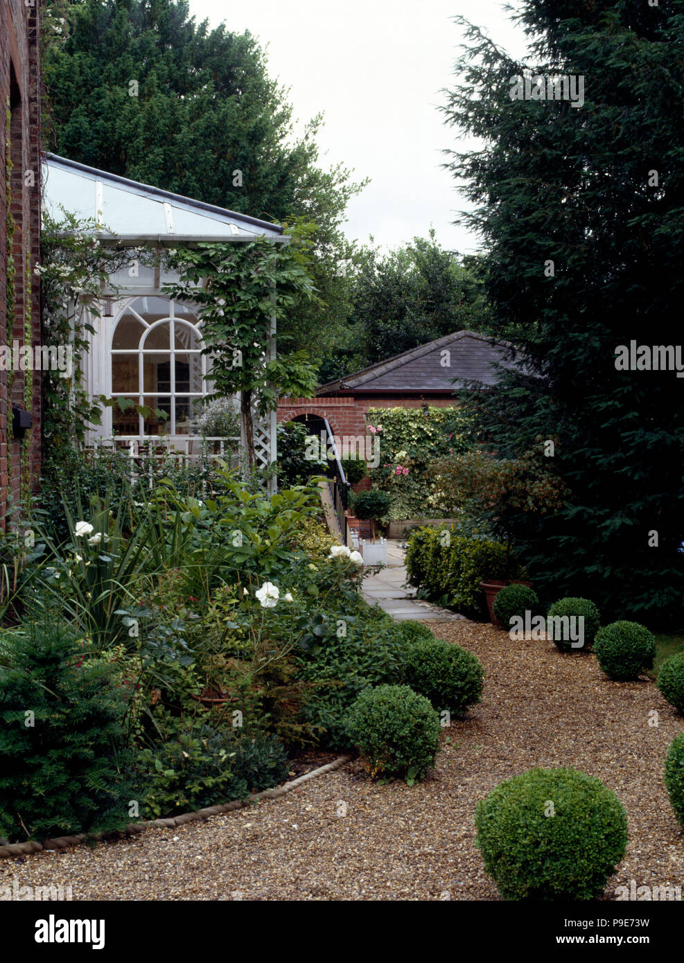 Clipped box balls edging a gravel path to a conservatory in a garden ...