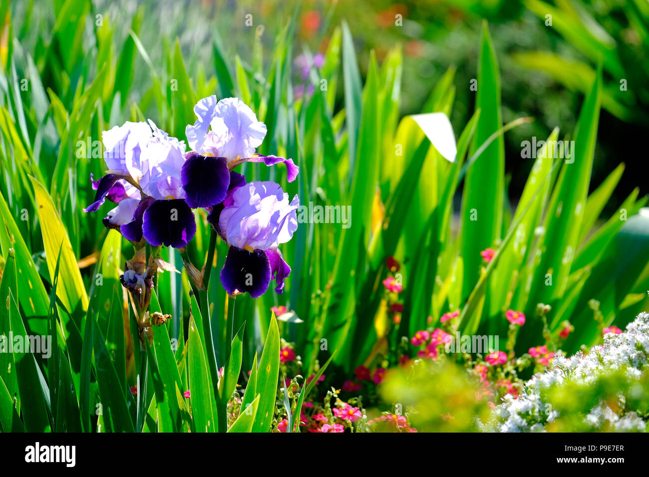 Single iris flower hi-res stock photography and images - Alamy