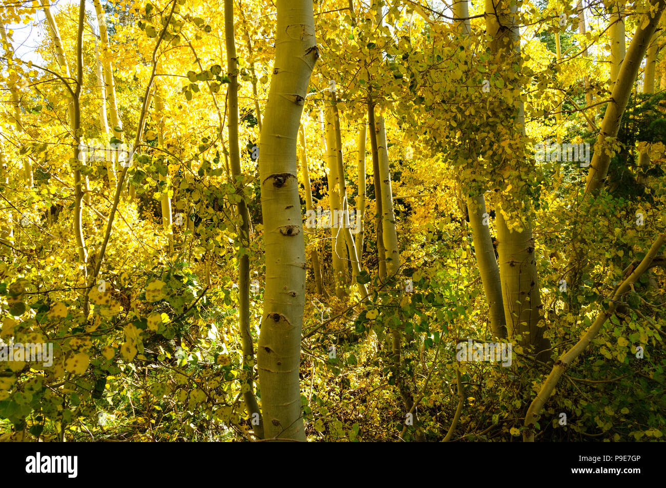 Golden Aspen Forest in the Fall Stock Photo - Alamy