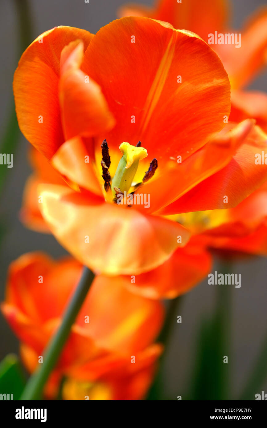 Tulip flower and stem hi-res stock photography and images - Alamy