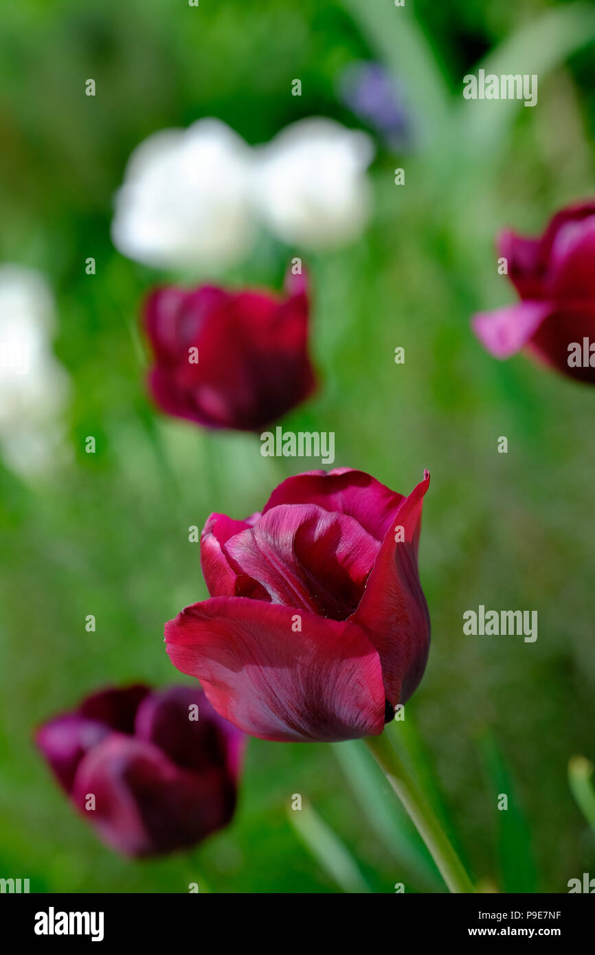 Dark red tulip hi-res stock photography and images - Alamy