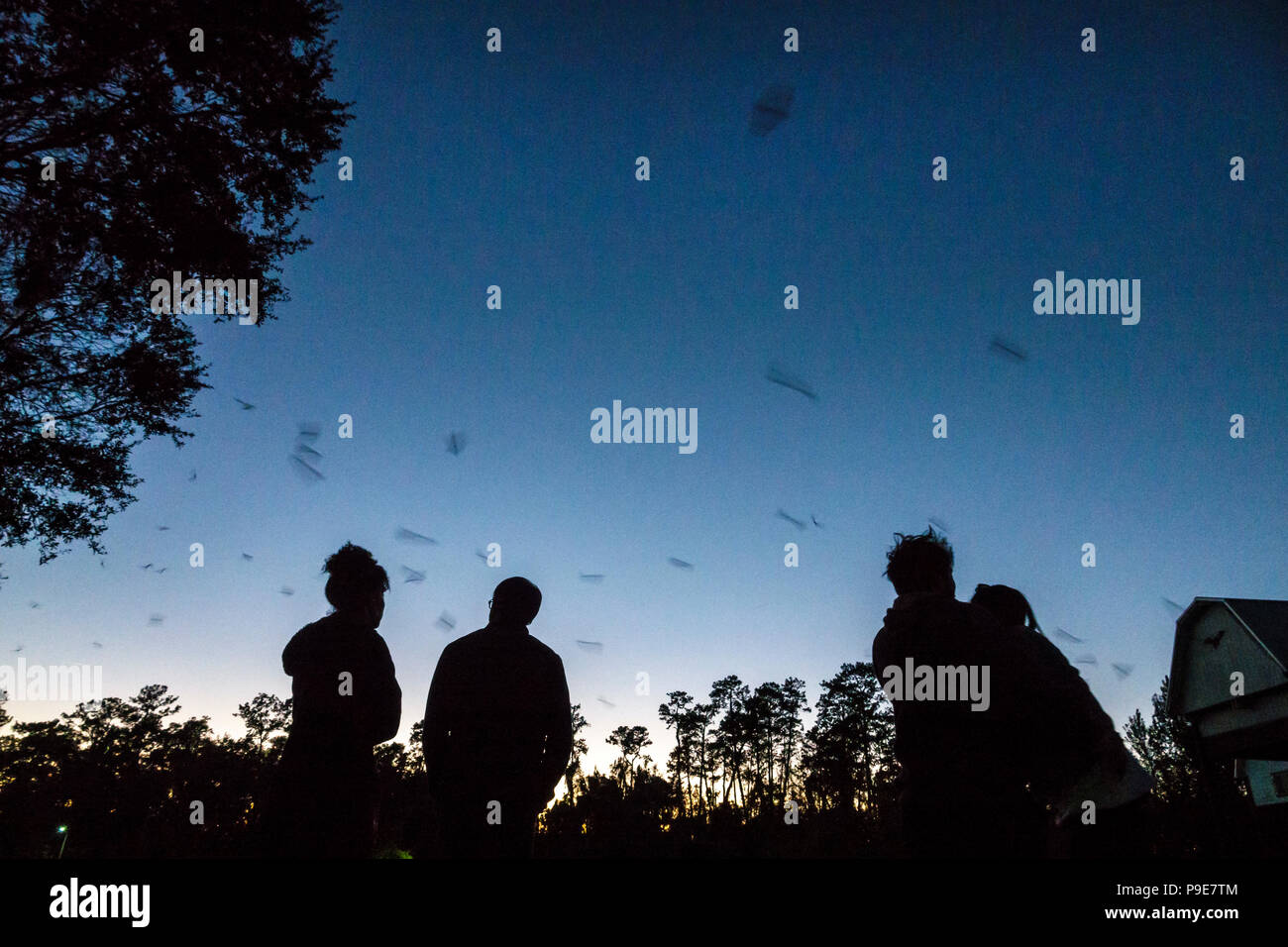 University of florida bat houses hi-res stock photography and images ...