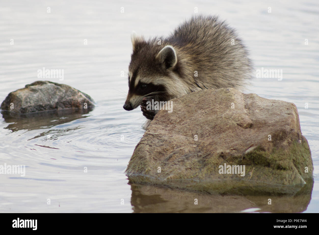Racoon eating its catch off shore near a rock in the warer Stock Photo ...