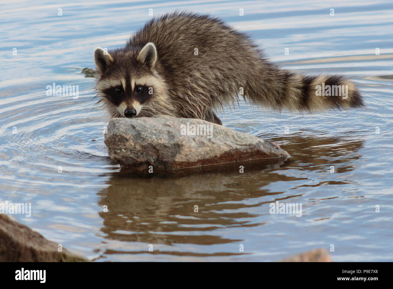 Rocky racoon hi-res stock photography and images - Alamy