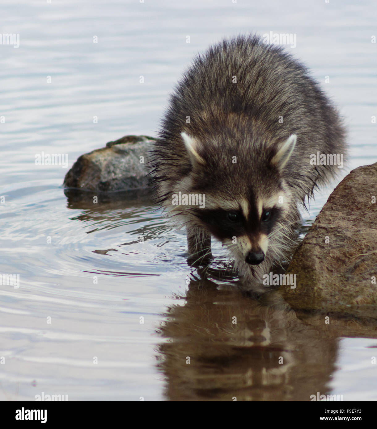 Rocky racoon hi-res stock photography and images - Alamy