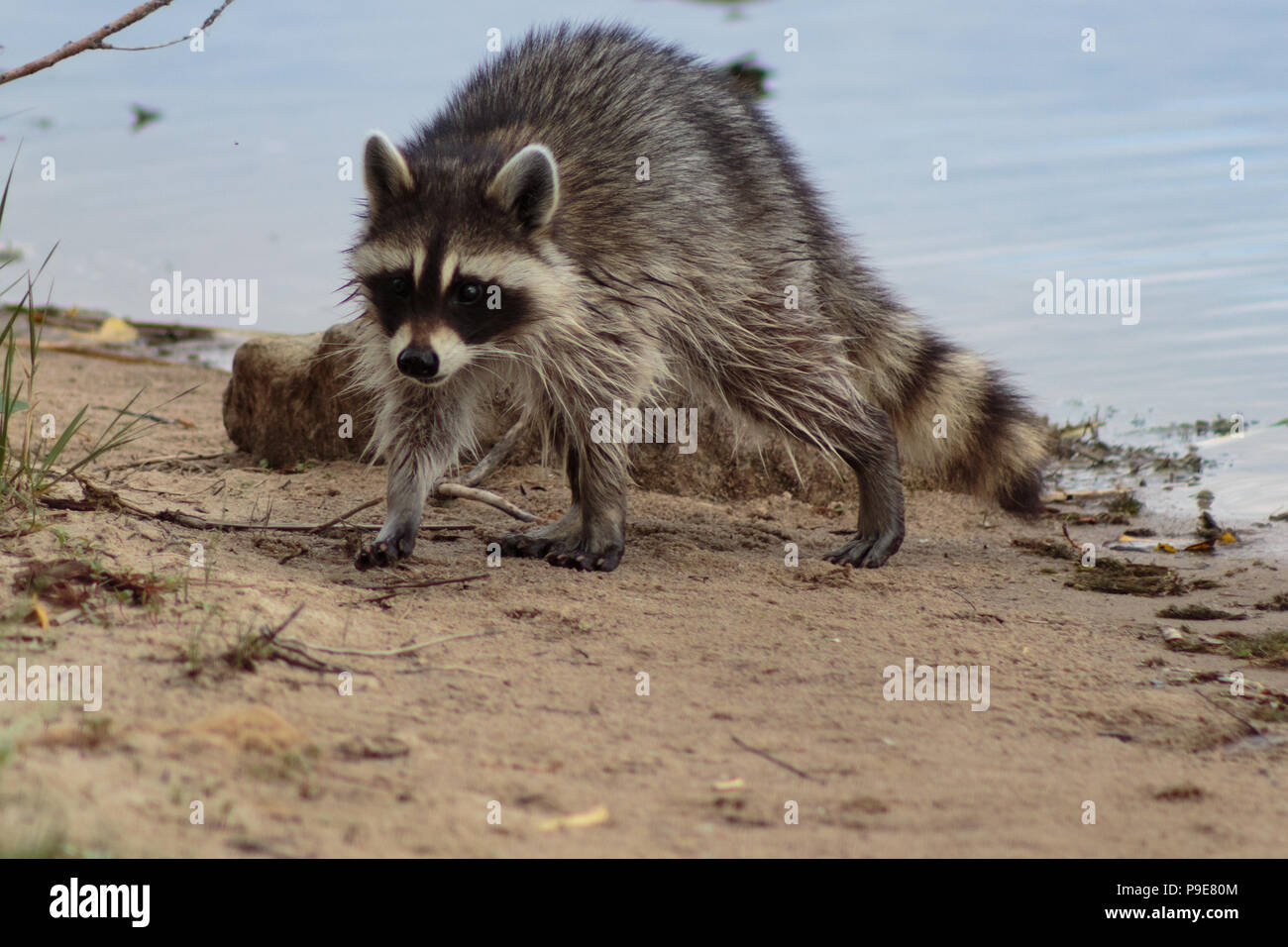 Racoon walking on shoreline, legs still wet from wading in lake Stock ...