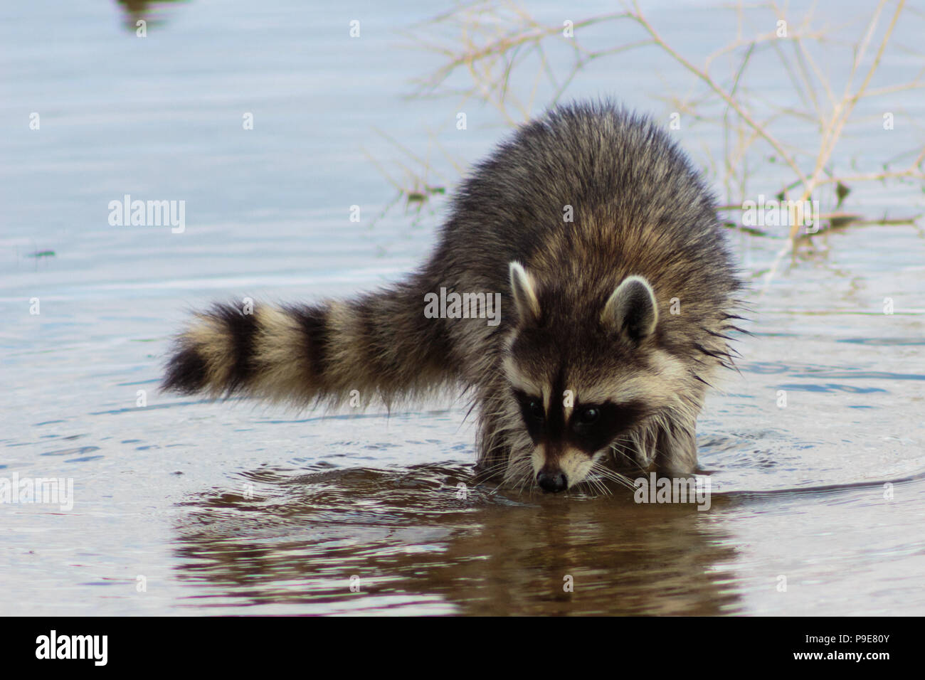 Rocky racoon hi-res stock photography and images - Alamy