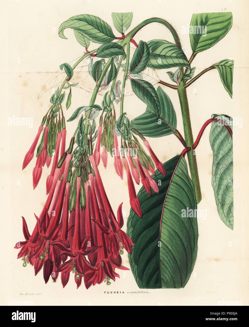Corymb-flowered fuchsia, Fuchsia corymbiflora. Handcoloured copperplate ...