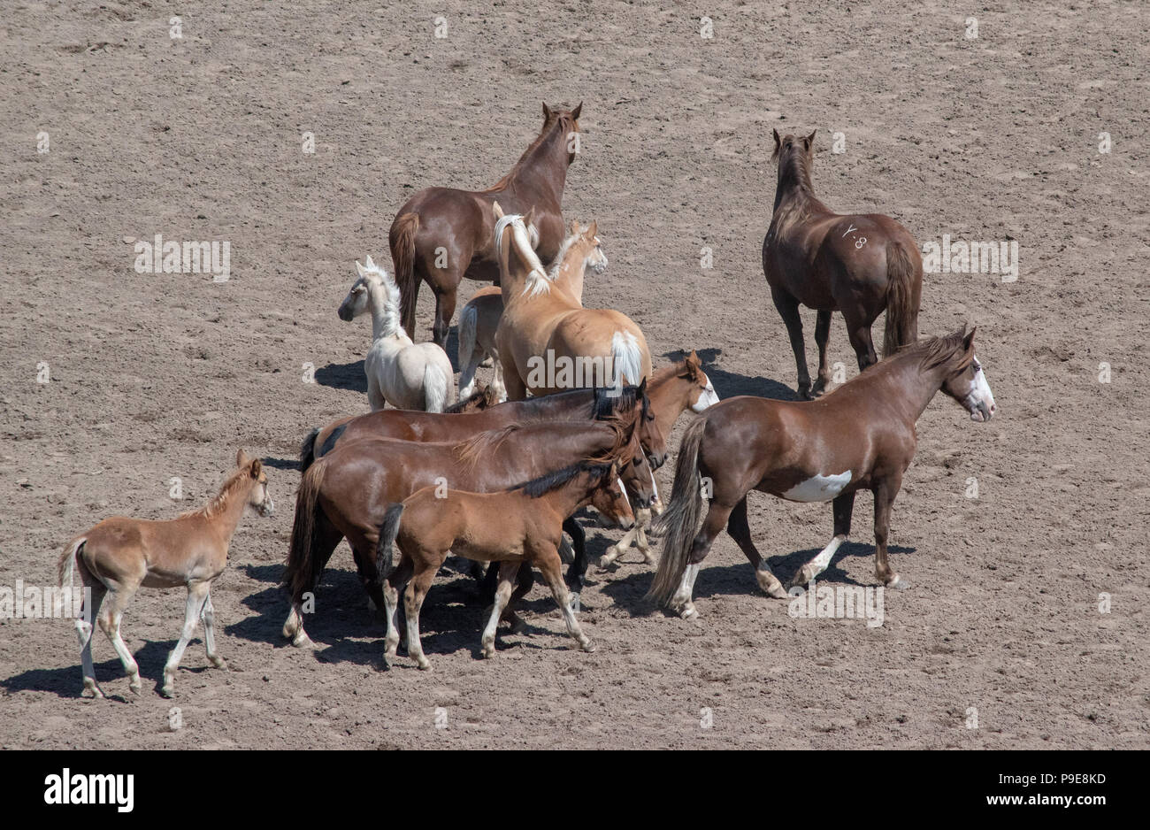 Stallions Exhibition High Resolution Stock Photography and Images - Alamy