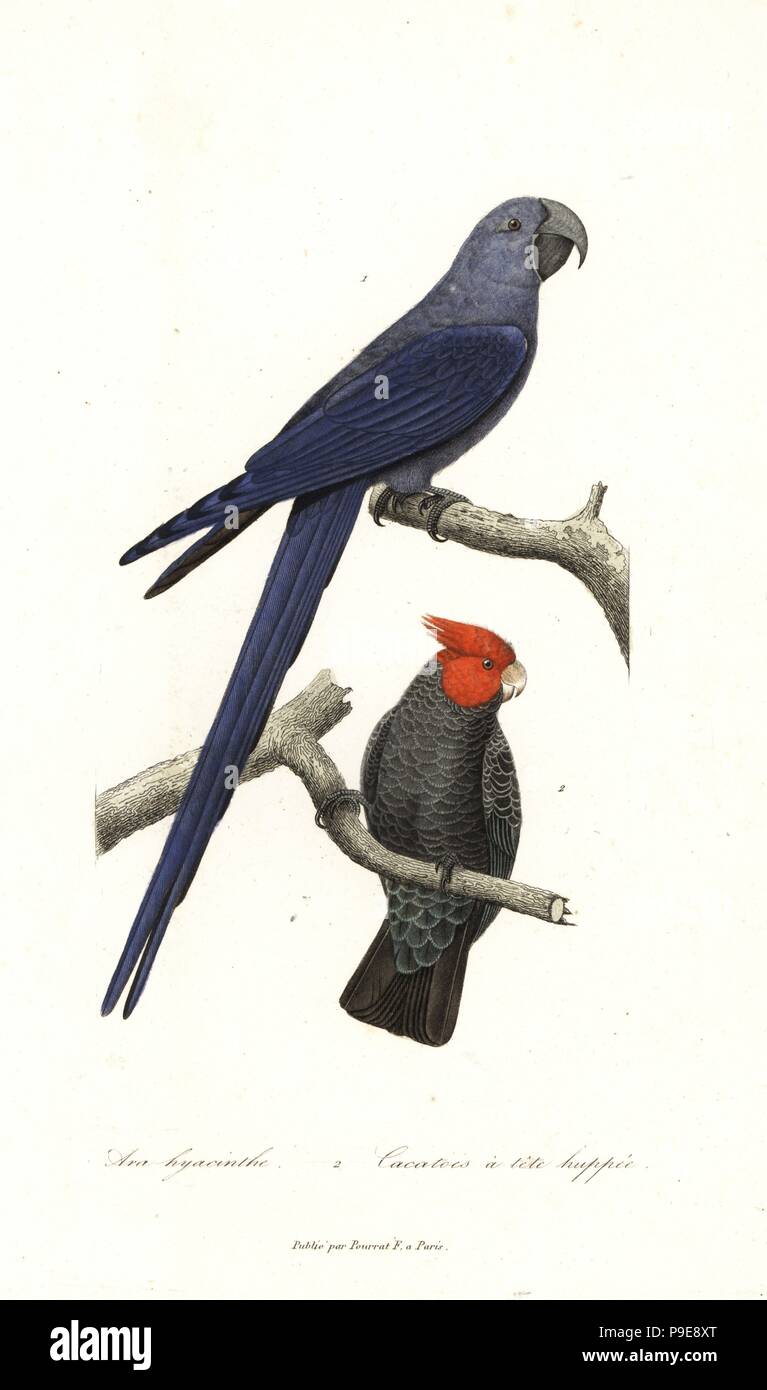 Spixs macaw cyanopsitta spixii hi-res stock photography and images - Alamy