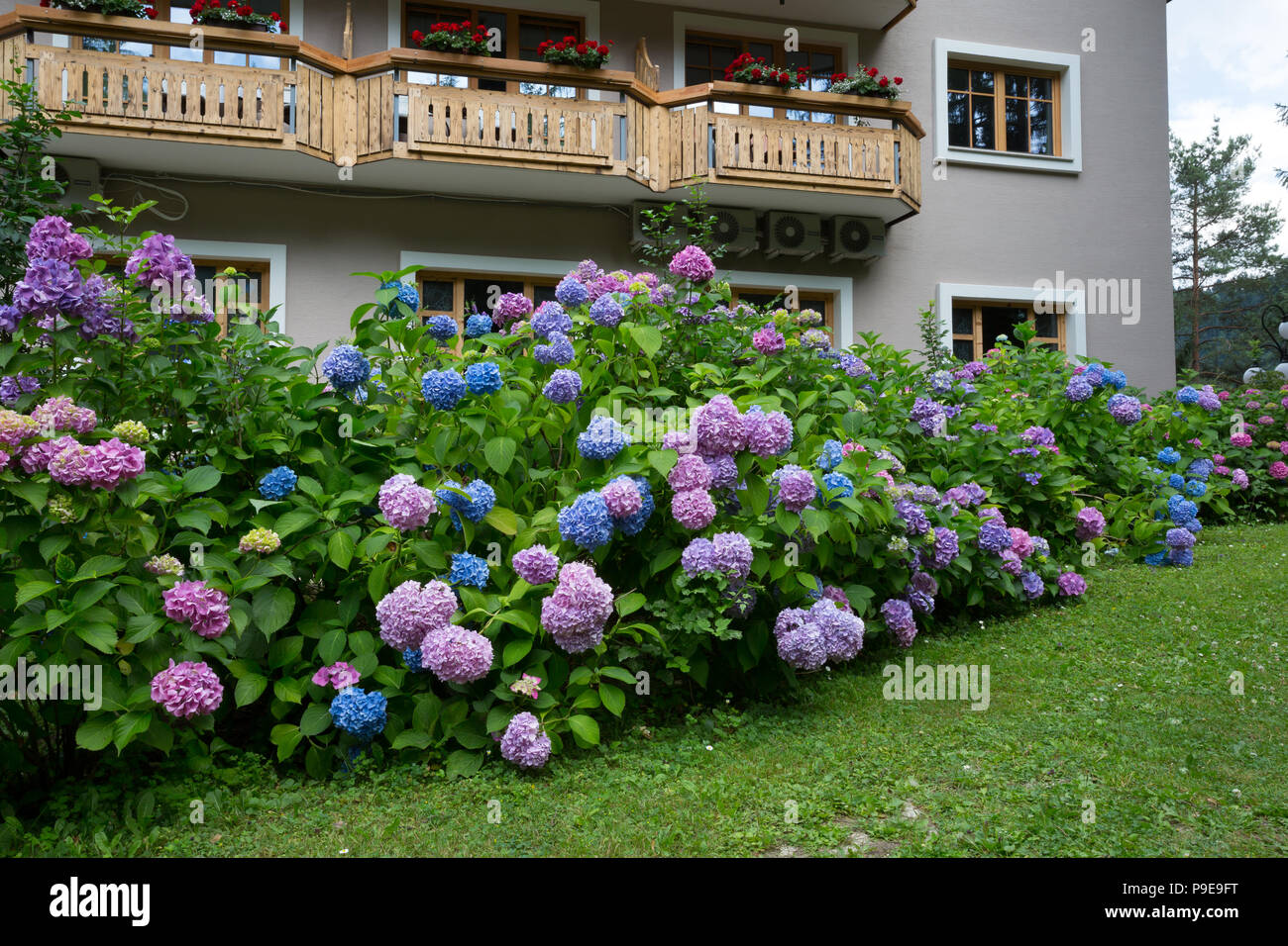 hydrangea flower in garden Stock Photo - Alamy