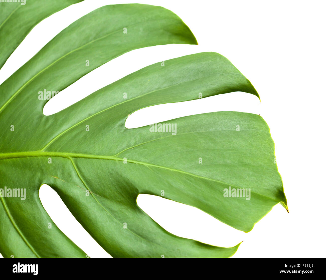 big shiny leaf of monstera plant isolated on white background Stock ...
