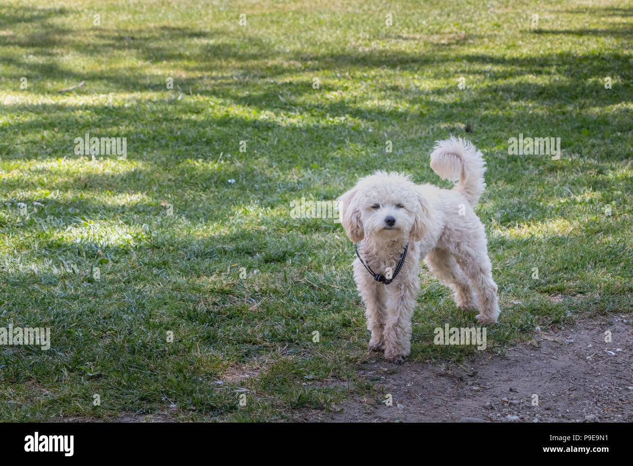 little white poodle dog standing in green grass in Portugal Stock Photo ...