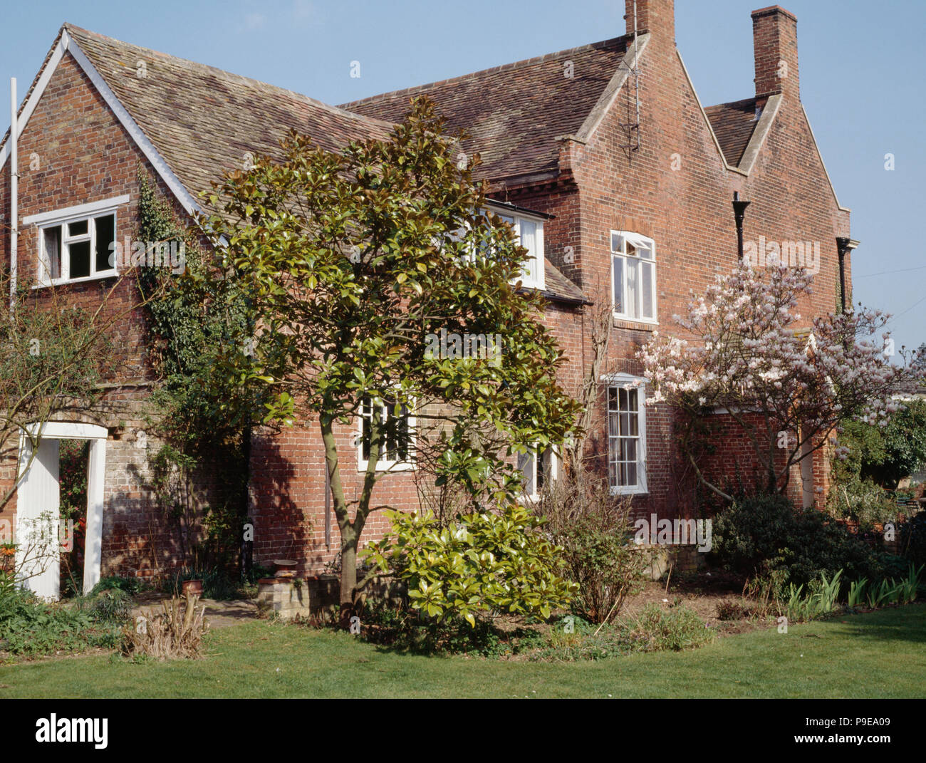 Detached Victorian red brick house with small trees on the lawn Stock ...