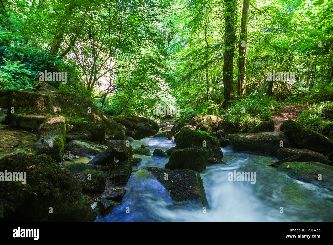 view of kennall vale cornwall nature reserve site of the old powder ...