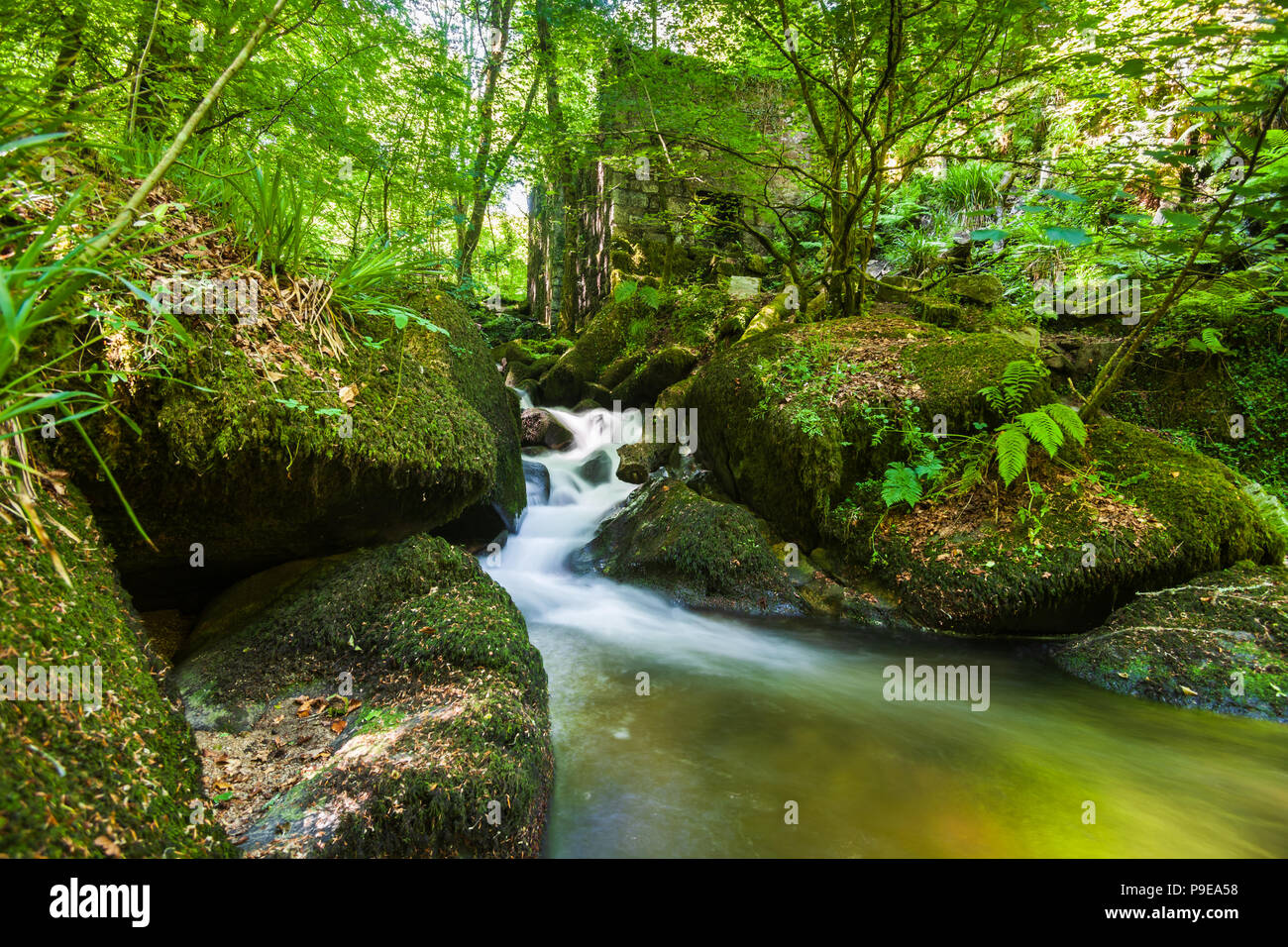 view of kennall vale cornwall nature reserve site of the old powder ...