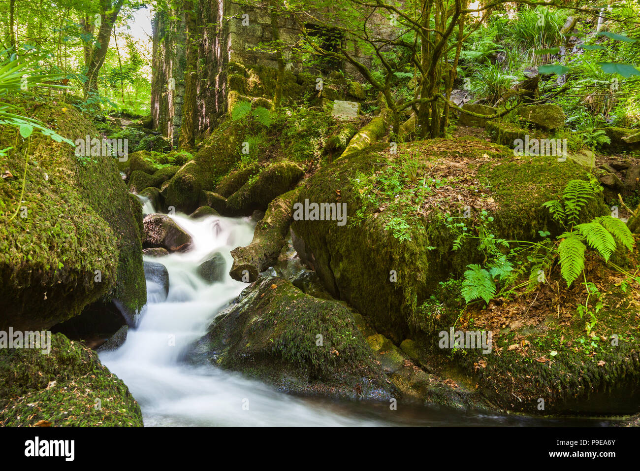 view of kennall vale cornwall nature reserve site of the old powder ...