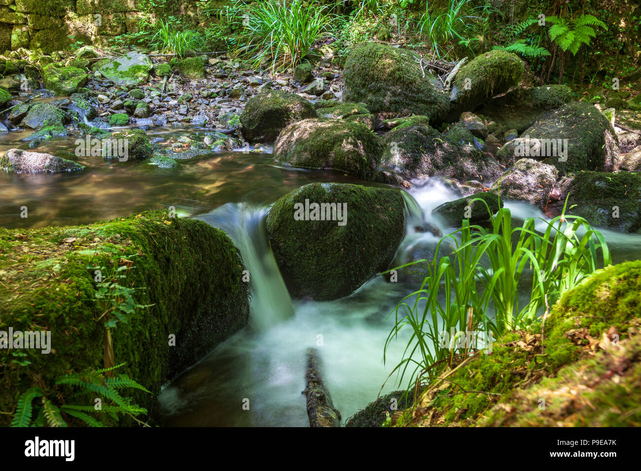 Kennall Vale Nature Reserve High Resolution Stock Photography and ...