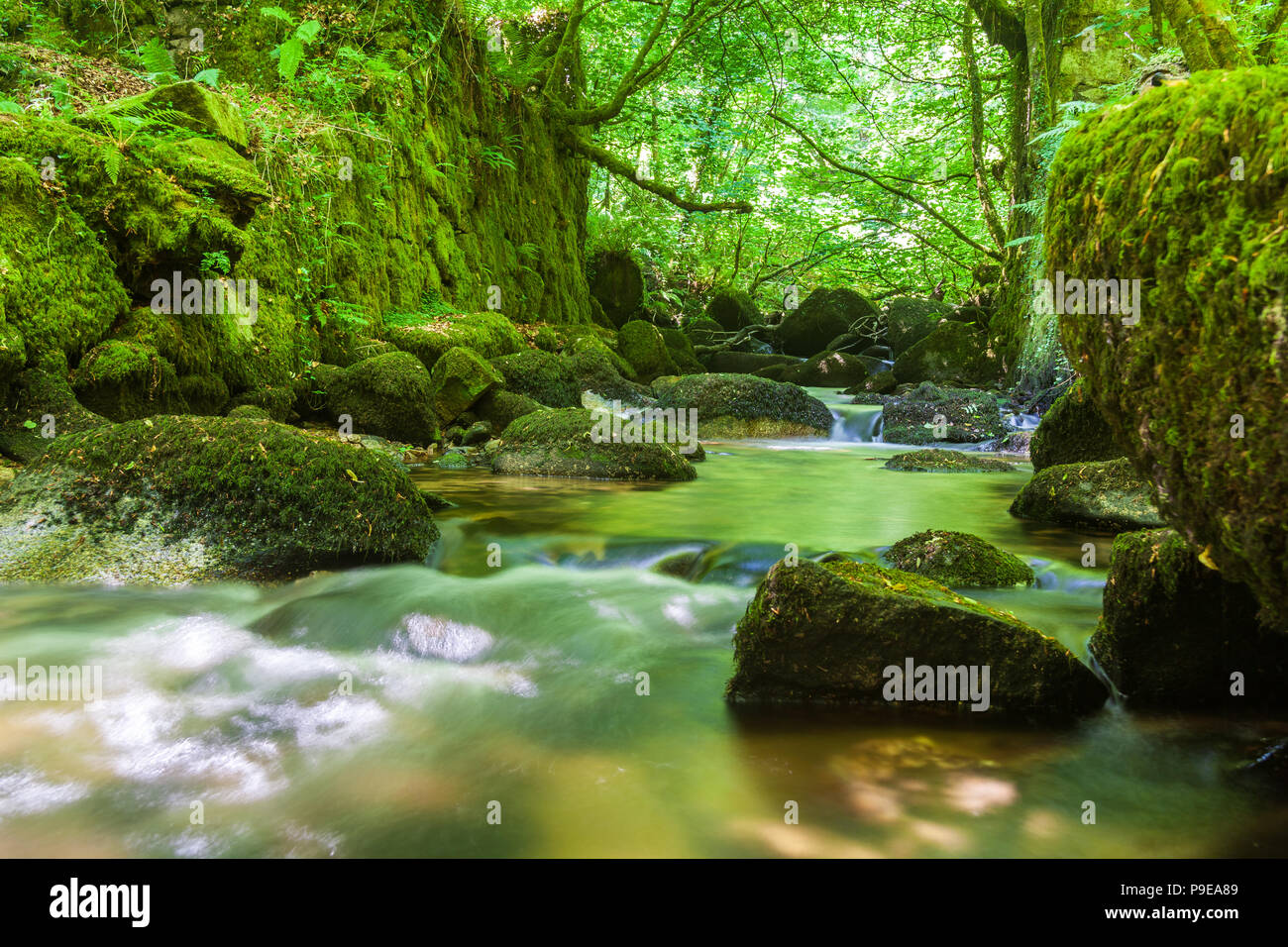Ponsanooth woods hi-res stock photography and images - Alamy
