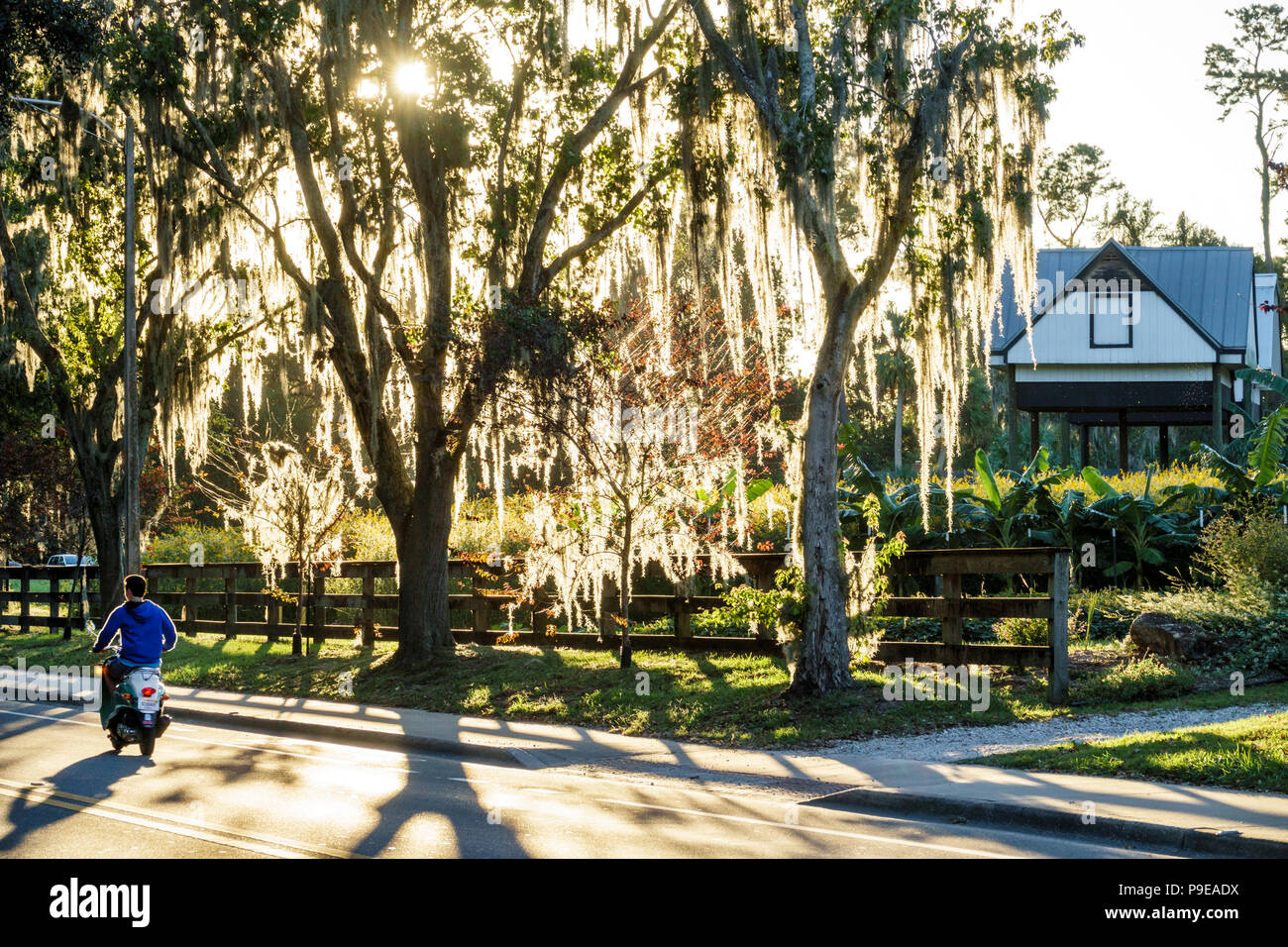 Gainesville Florida,University of Florida,campus,Museum Road,Spanish ...