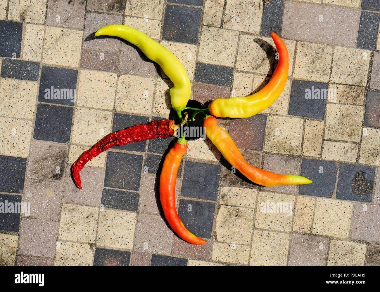 Banana peppers (Capsicum annuum) in various ripening stage in a ...
