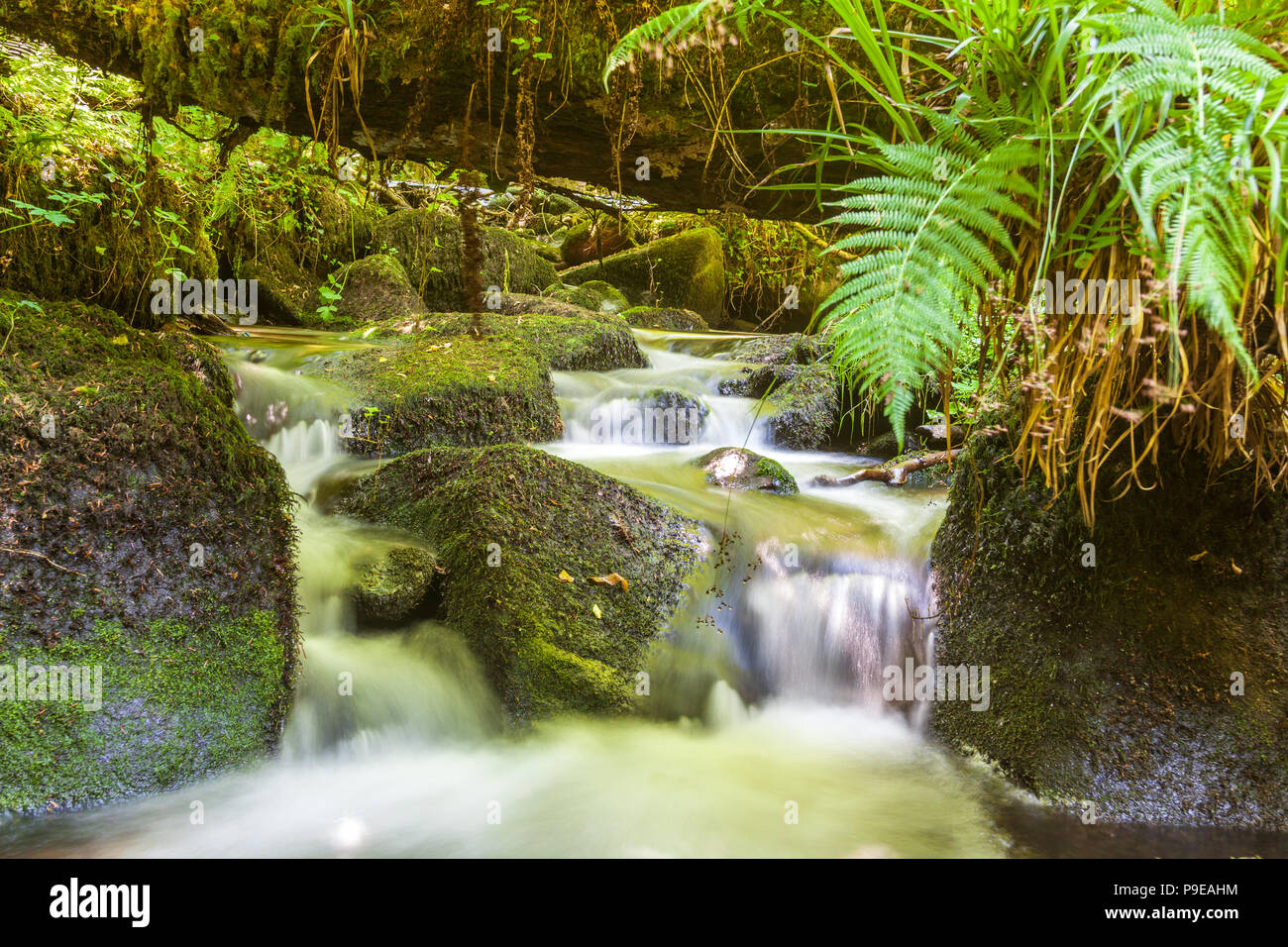Kennall vale nature reserve hi-res stock photography and images - Alamy